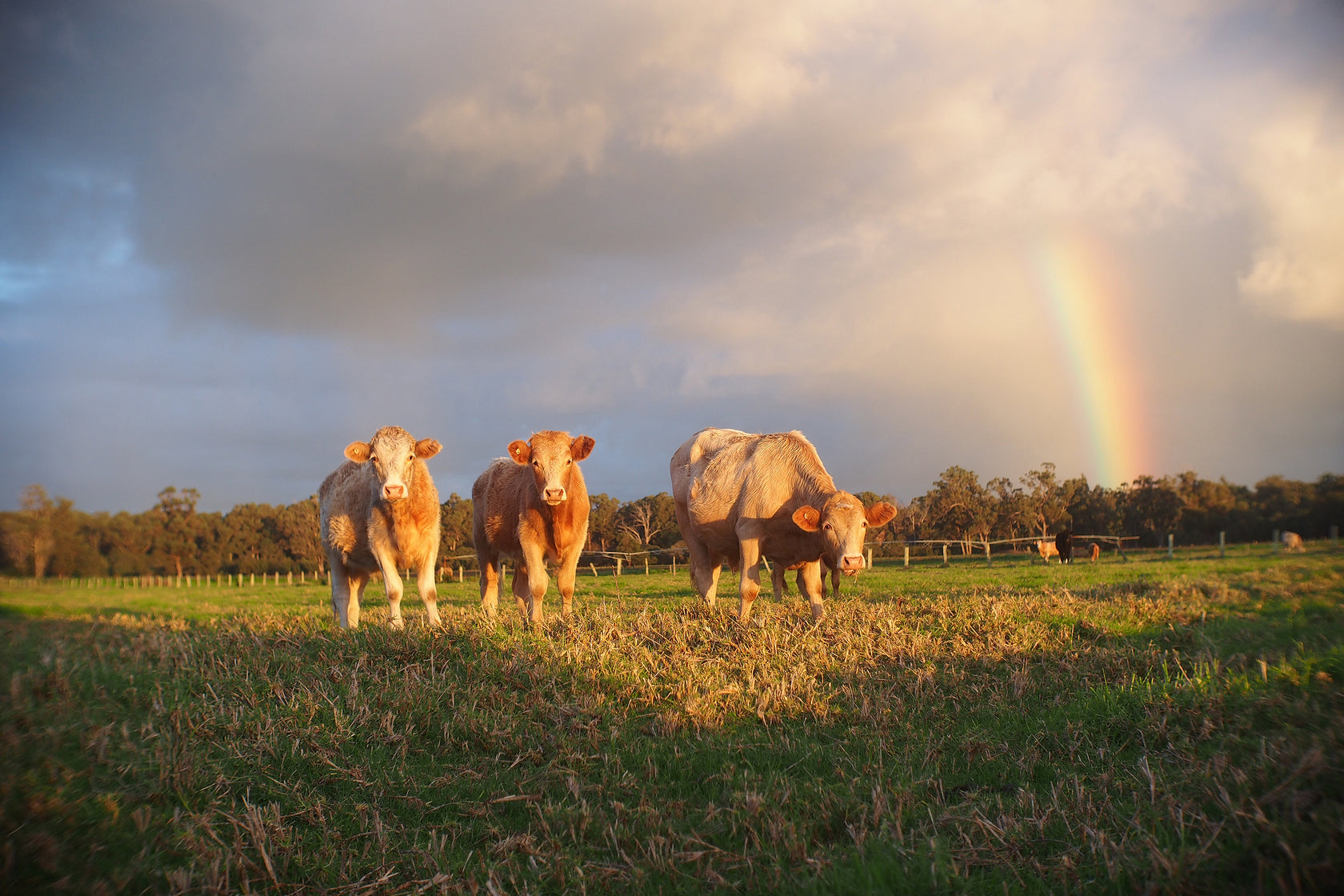 100% USA Grass-fed Beef Liver Pills Small Batch – Mother's Best Liver Pills